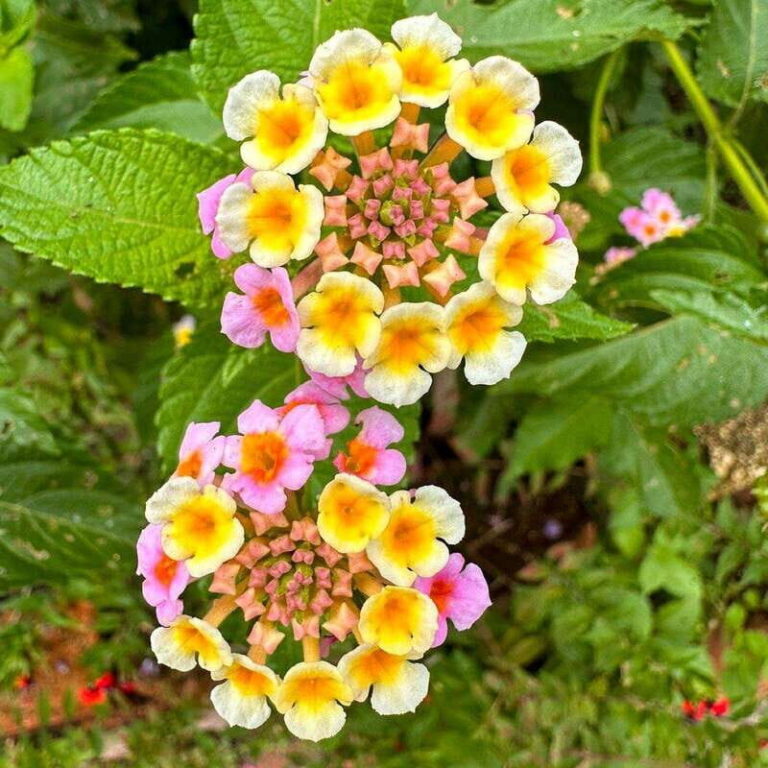 Puerto Vallarta: Botanical Garden Walking Tour - The Walk to Los Veranos Adventure Park