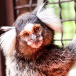 Puerto Vallarta Botanical Gardens Hiking Tour - Tasting Tequila and the Local Flavors