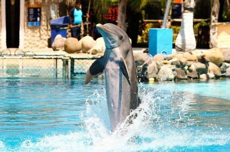 Puerto Vallarta: Dolphin Royal Swim at Aquaventuras Park - Who Should Consider This Tour?