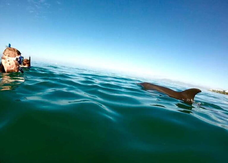 Puerto Vallarta: Dolphin Watching Cruise with a Biologist - Who Will Love This Tour?