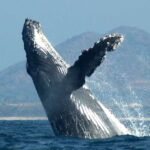 Puerto Vallarta: Humpback Whale Research Adventure Tour - What’s Included and What to Prepare For