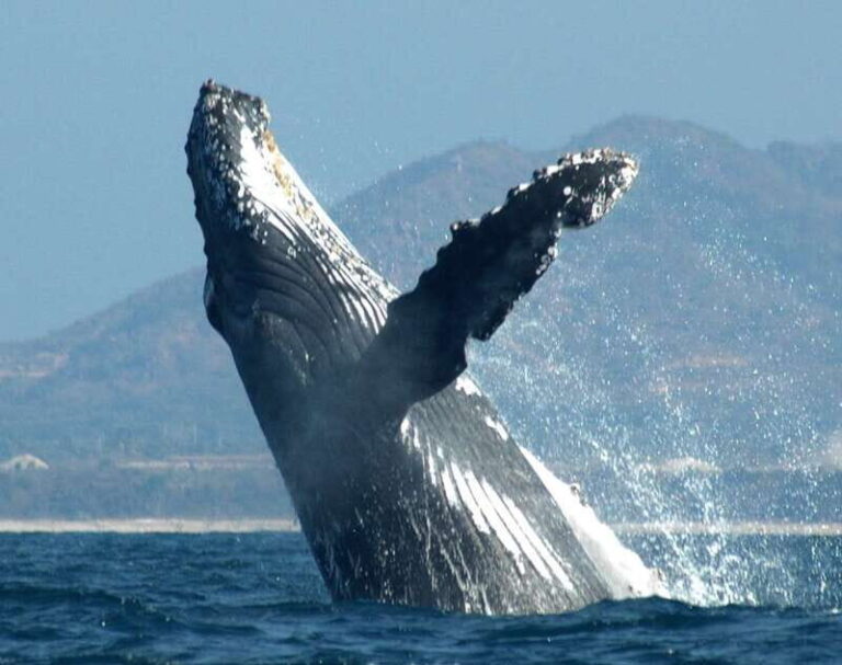 Puerto Vallarta: Humpback Whale Research Adventure Tour - What’s Included and What to Prepare For