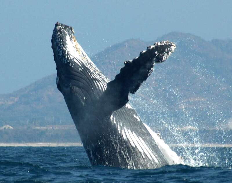 Puerto Vallarta: Humpback Whale Research Adventure Tour - What’s Included and What to Prepare For