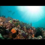 Puerto Vallarta: La Corbeñeta Underwater Exploration - Final Thoughts