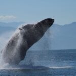 Puerto Vallarta: Mega Yacht Whale Watching Sunset Cruise - The Value of the Experience