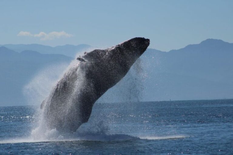 Puerto Vallarta: Mega Yacht Whale Watching Sunset Cruise - The Value of the Experience
