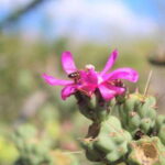 Puerto Vallarta: Predator Zipline & Jungle Adventure - Who Should Consider This Tour?