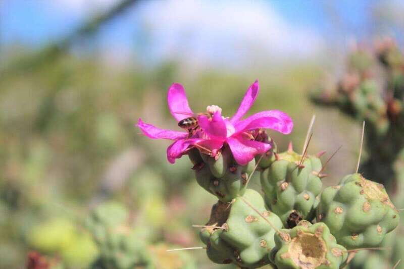 Puerto Vallarta: Predator Zipline & Jungle Adventure - Who Should Consider This Tour?