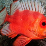 Puerto Vallarta: Scuba Diving en el Morro - What to Expect from the Experience