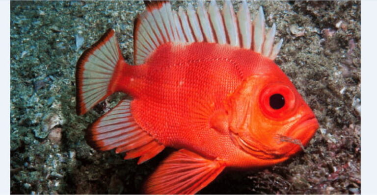 Puerto Vallarta: Scuba Diving en el Morro - What to Expect from the Experience