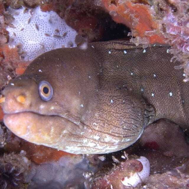 Puerto Vallarta: Scuba Diving Expedition at El Malinal - A Closer Look at the Itinerary