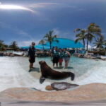 Puerto Vallarta: Sea Lion Discovery - Overview of the Experience