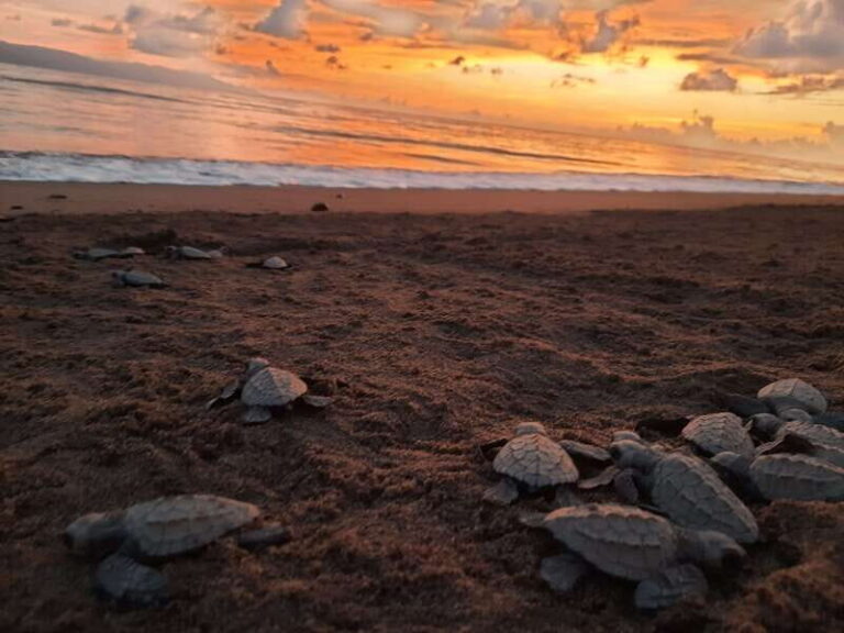 Puerto Vallarta: Sea turtle release at Sunset - Why Choose This Tour?