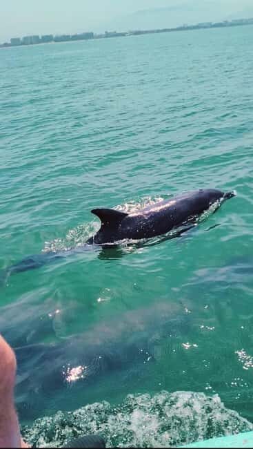 Puerto Vallarta: Swim and Paddle Board with Wild Dolphins - The Three Ways to Interact