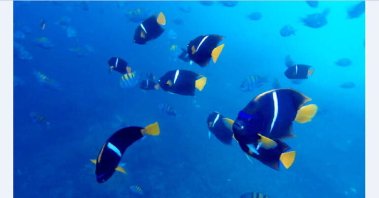 Puerto Vallarta: Underwater Wonderland at Los Arcos - What to Know Before You Book