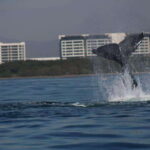 Puerto Vallarta: Whale watching - The Sum Up: Who Is This Tour Best For?