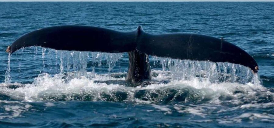 Puerto Vallarta: Whale Watching Adventure Tour - The Details You Need to Know