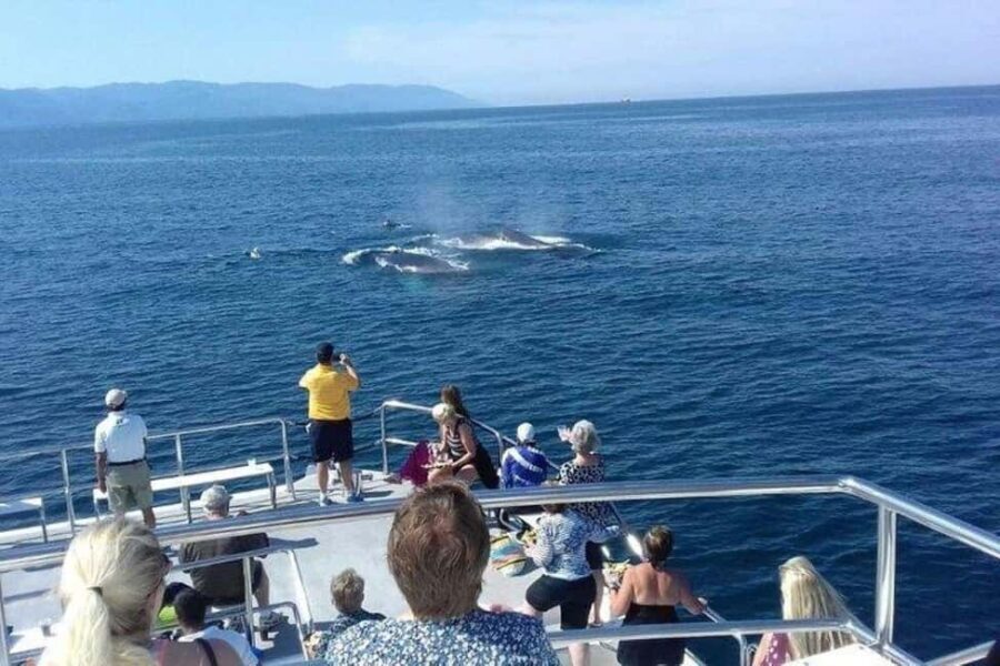 Puerto Vallarta: Whale Watching Beach Bay - Final Thoughts: Who Will Love This Tour?