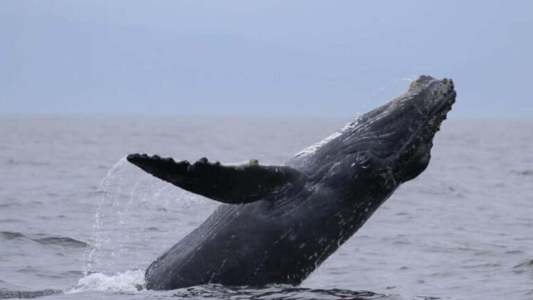 Puerto Vallarta: Whale Watching Encounter - A Closer Look at the Whale Watching Experience