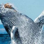 Puerto Vallarta: Whale Watching on Catamaran - Who Will Love This Tour?