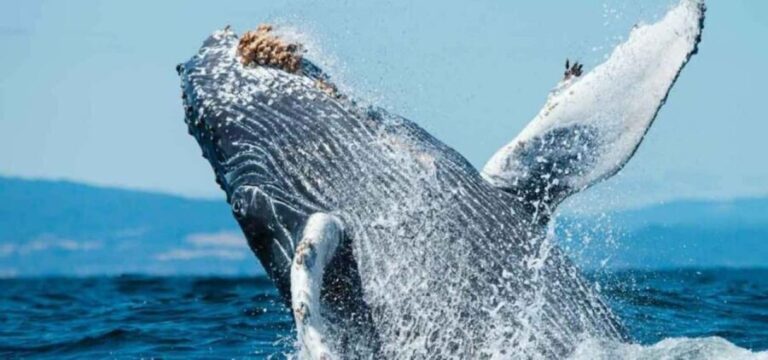 Puerto Vallarta: Whale Watching on Catamaran - Who Will Love This Tour?