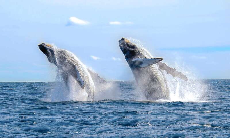 Puerto Vallarta: Whale Watching Photo Safari - What Travelers Love About This Experience