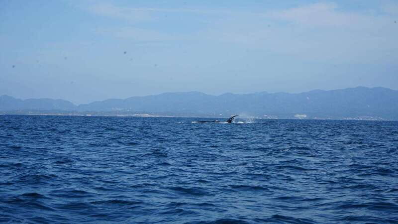 Puerto Vallarta: Whale Watching with Guide - What to Expect from the Whale Watching Tour