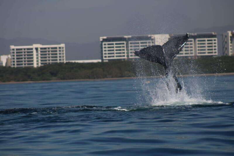 Puerto Vallarta: Whale watching - The Sum Up: Who Is This Tour Best For?