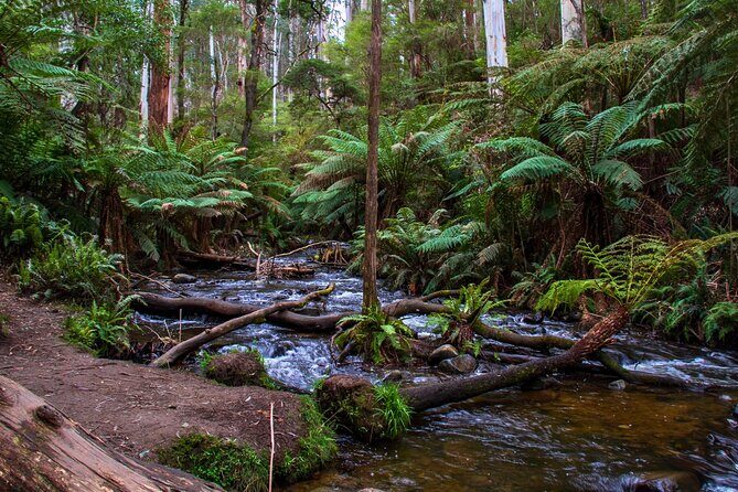 Puffing Billy, Forest Trails and Yarra Valley Discovery Tour - Pricing and Value