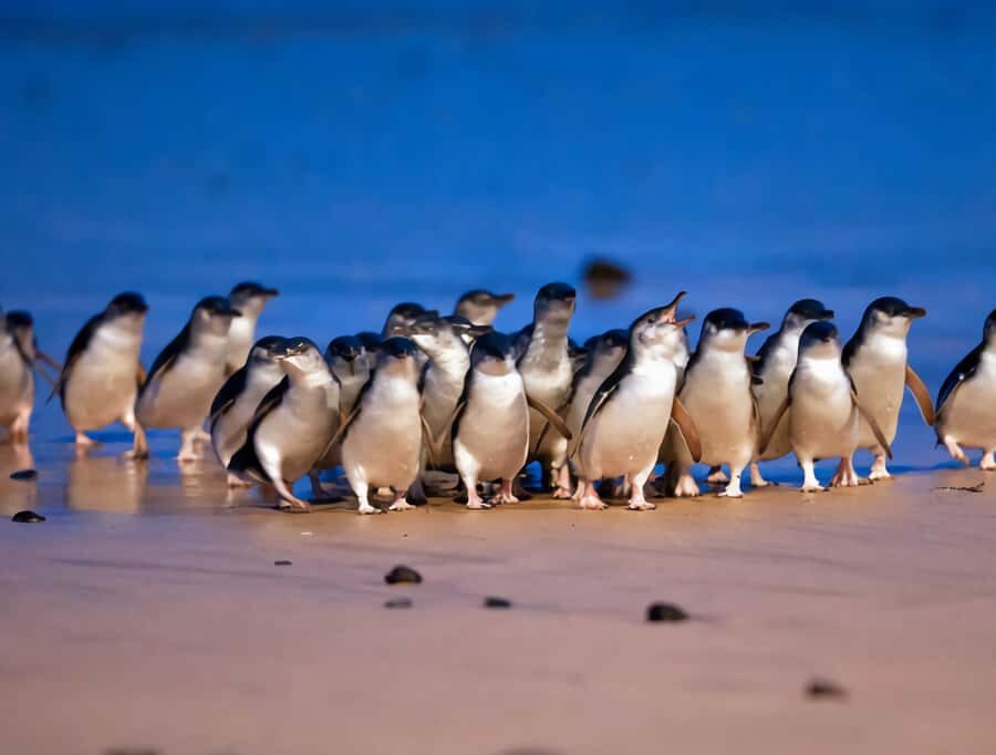 Puffing Billy Penguin Parade Mercedes Minibus Hotel Pickup - An In-Depth Look at the Tour
