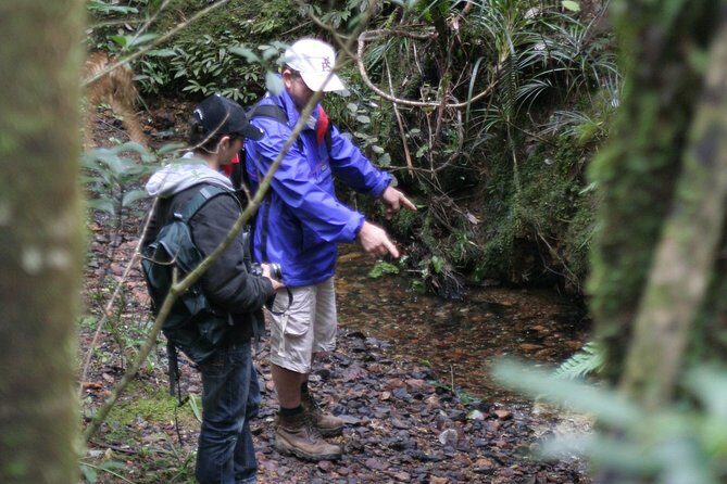 Puketi Rainforest Guided Walks .This is not a Shore Excursion product . - Who Should Book This Experience?