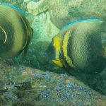 Punta Mita Fishing Experience and Snorquel at Secluded Reefs - Who Will Love This Tour?