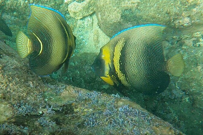 Punta Mita Fishing Experience and Snorquel at Secluded Reefs - Who Will Love This Tour?