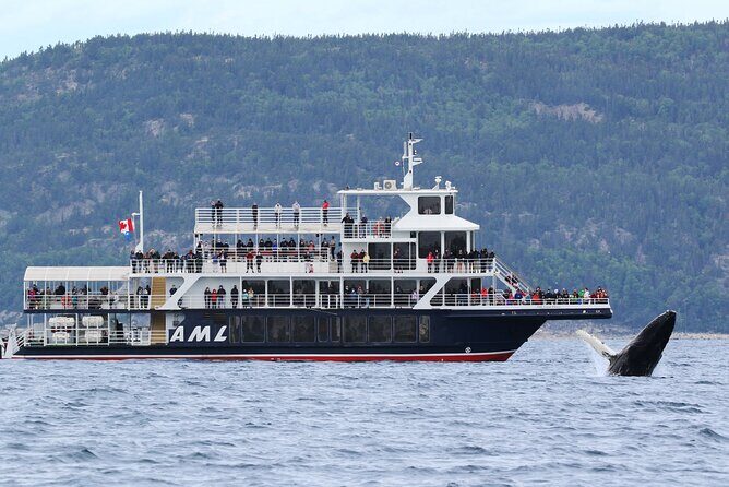 Québec City: Whale Watching Tour with Bus Transportation - The Itinerary in Detail