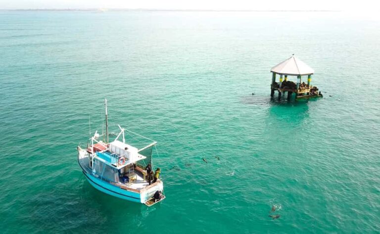 Queenscliff: 1.5hr Harbour Wildlife Sightseeing Cruise Tour - The Itinerary & What to Expect