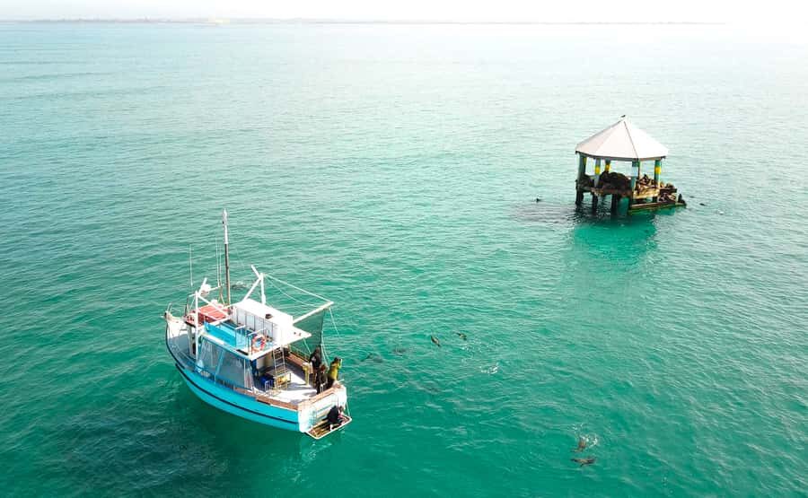 Queenscliff: 1.5hr Harbour Wildlife Sightseeing Cruise Tour - The Itinerary & What to Expect