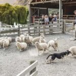 Queenstown: Queenstown Lake Cruise and Walter Peak Farm Tour - The Itinerary: What to Expect