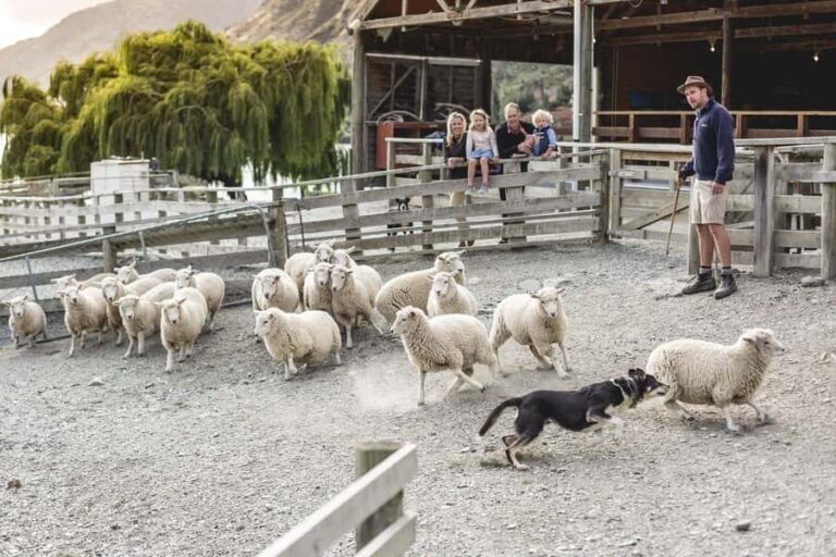 Queenstown: Queenstown Lake Cruise and Walter Peak Farm Tour - The Itinerary: What to Expect