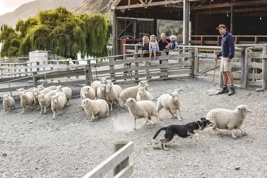 Queenstown: Queenstown Lake Cruise and Walter Peak Farm Tour - The Itinerary: What to Expect