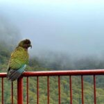 Queenstown to Te Anau via Milford Sound inc Cruise & Lunch - Scenic Stops and Highlights