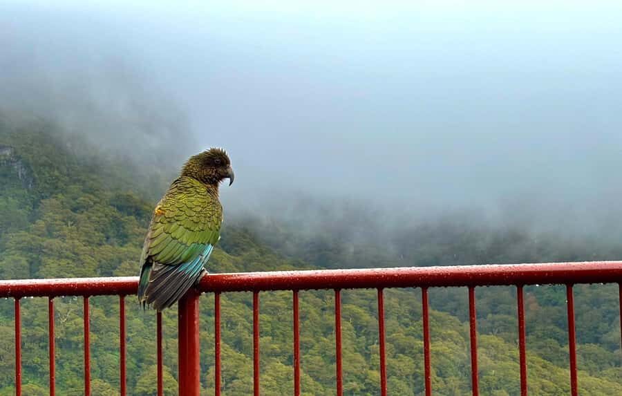 Queenstown to Te Anau via Milford Sound inc Cruise & Lunch - Scenic Stops and Highlights