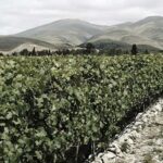 Queenstown: Valli Wine Tasting Experience - What to Expect During the Tour