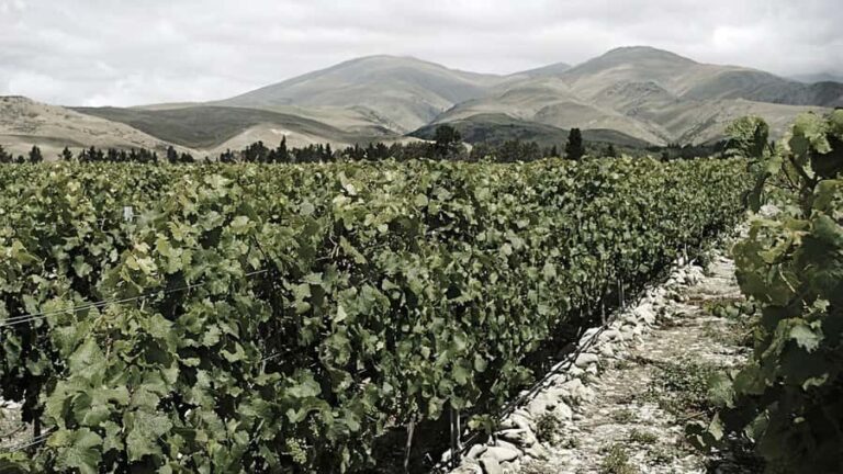 Queenstown: Valli Wine Tasting Experience - What to Expect During the Tour