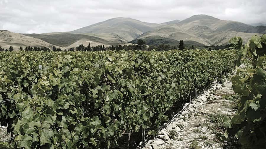 Queenstown: Valli Wine Tasting Experience - What to Expect During the Tour