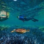 Quicksilver Great Barrier Reef Snorkel Cruise from Port Douglas - Assessing the Value