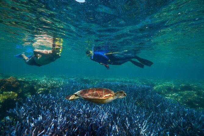 Quicksilver Great Barrier Reef Snorkel Cruise from Port Douglas - Assessing the Value