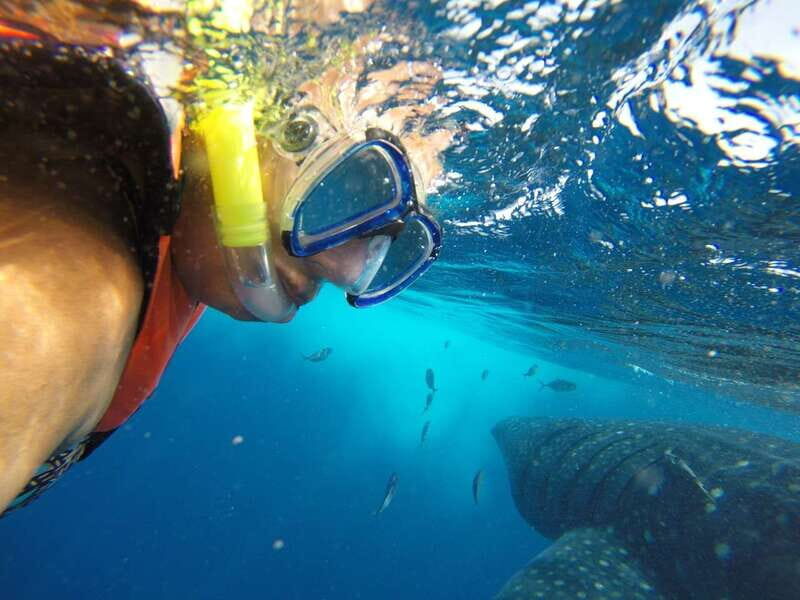 Quintana Roo: Whale Shark Swim, Private Boat Trip, and Lunch - Deep Dive into the Itinerary