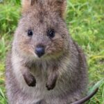 Quokkas Delight Rottnest Island - Final Thoughts: Is This Tour Worth It?