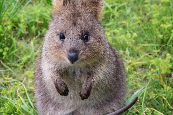 Quokkas Delight Rottnest Island - Final Thoughts: Is This Tour Worth It?