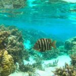 Raiatea-Tahaa Snorkeling in our beautiful Coral Garden - The Real Experience: What Travelers Say